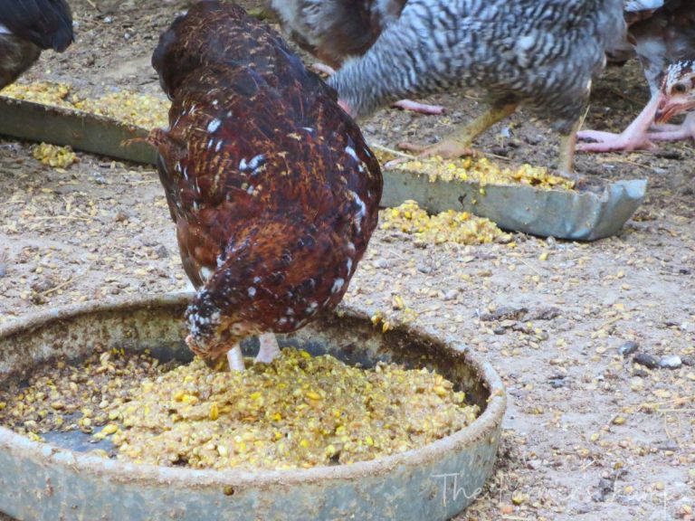 Why And How To Ferment Chicken Feed For Poultry Health • The Farmer's Lamp