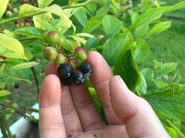 Edible Landscaping: Increase Your Food Supply • The Farmer's Lamp