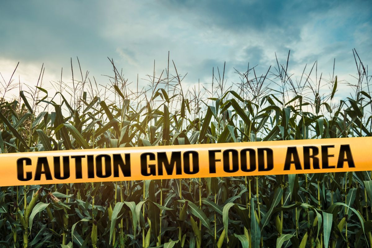 What Are GMOs: Beyond The GMO Propaganda • The Farmer's Lamp