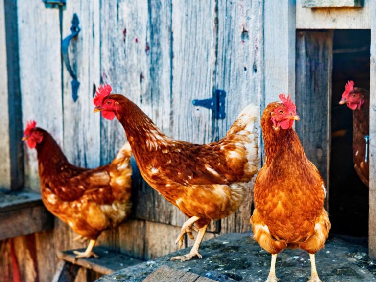 Chicken Mites: How To Recognize, Treat, And Prevent Them