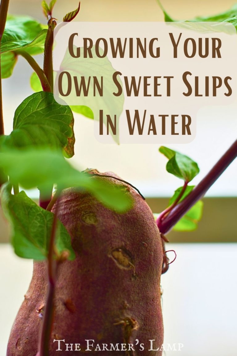 How To Grow Sweet Potato Slips - A Free Step X Step Guide
