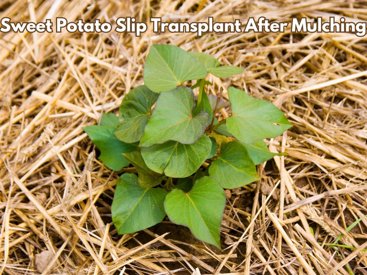 How To Grow Sweet Potato Slips - A Free Step X Step Guide
