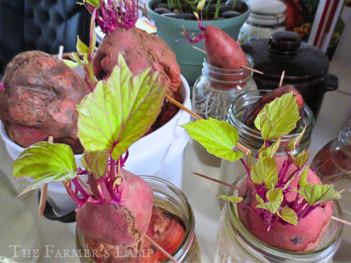 How To Grow Sweet Potato Slips - A Free Step X Step Guide