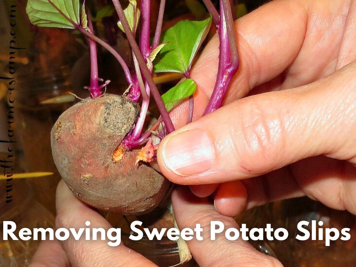 How To Grow Sweet Potato Slips - A Free Step X Step Guide