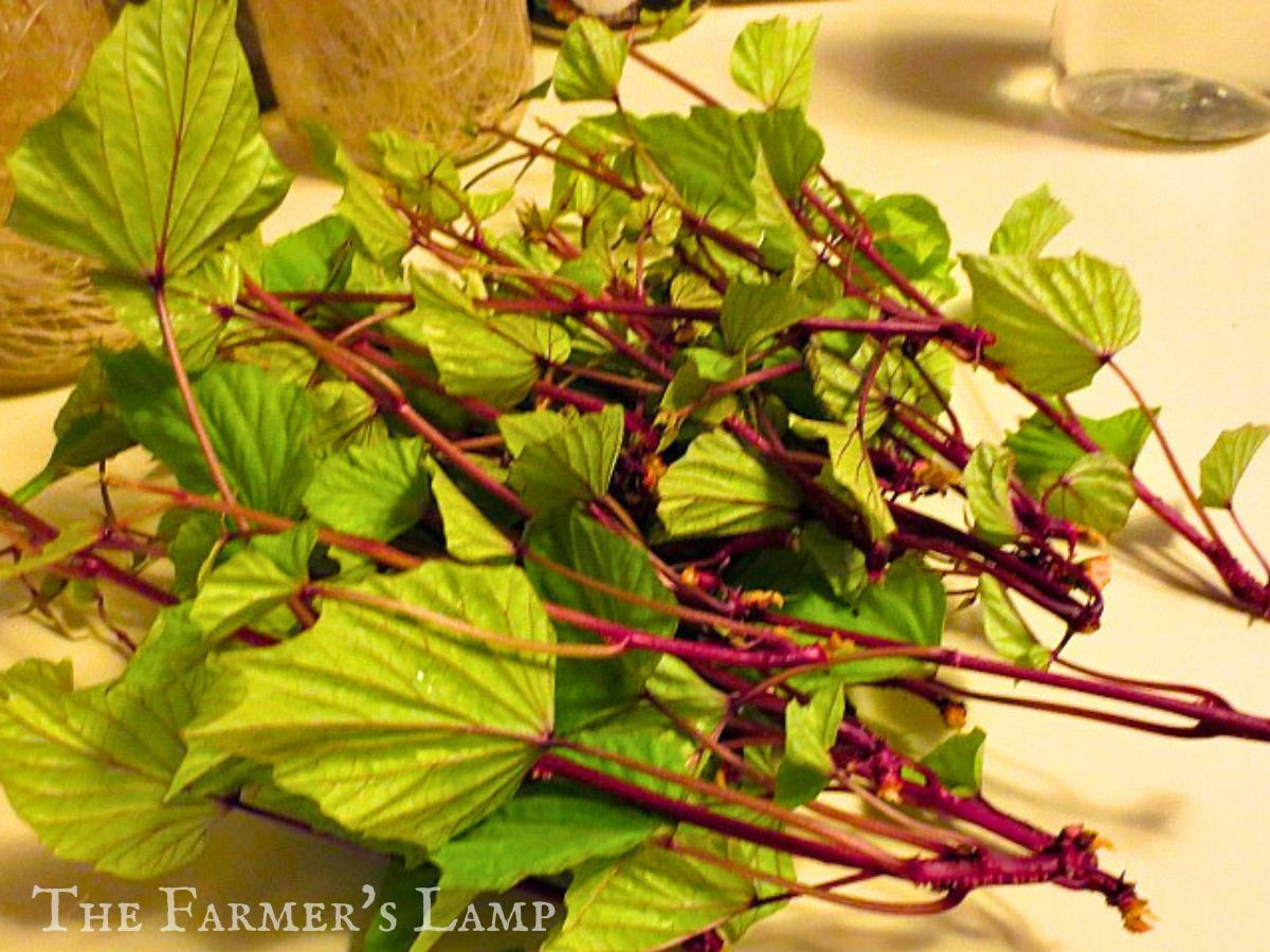 How To Grow Sweet Potato Slips - A Free Step X Step Guide