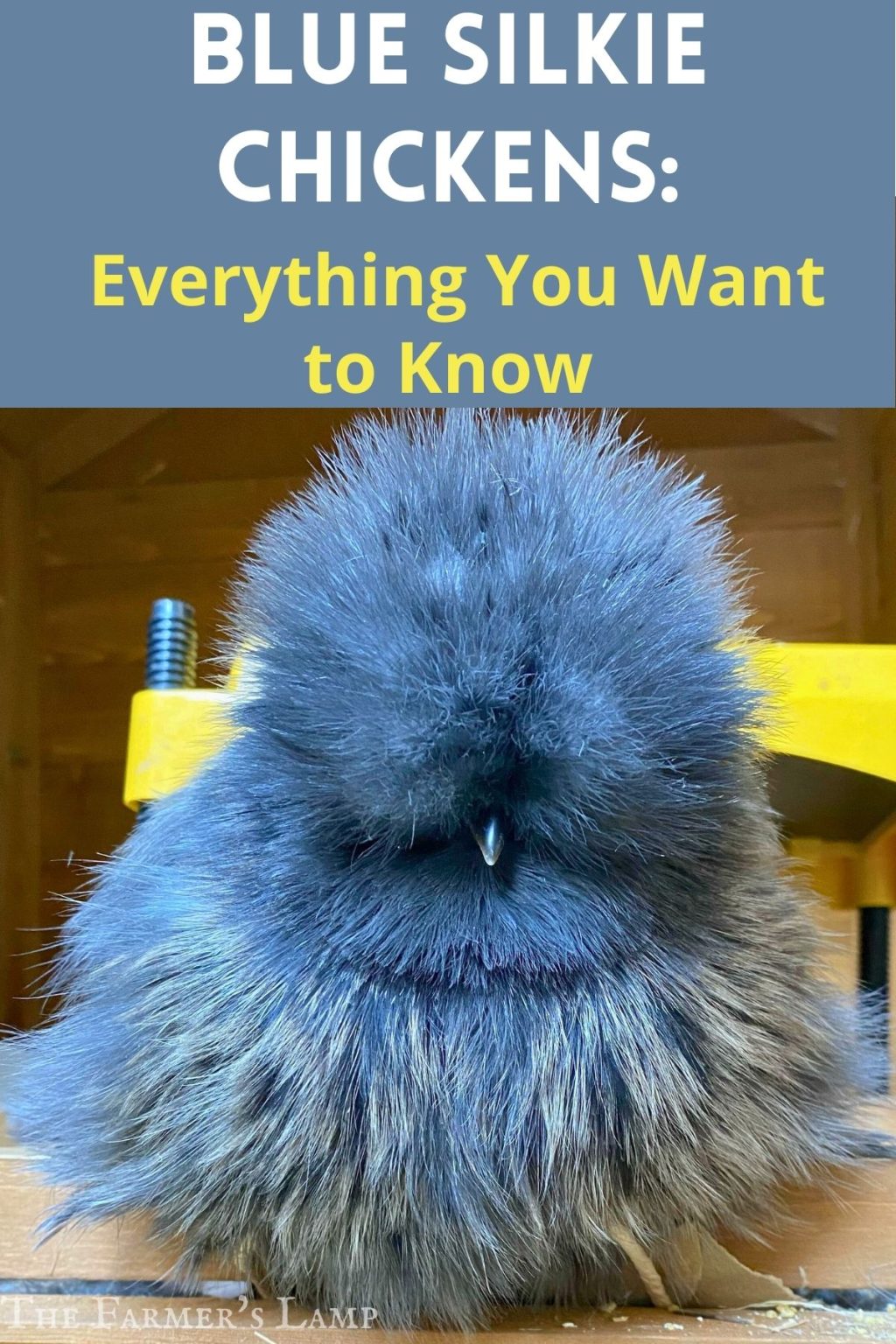 Blue Silkie Chickens: Your Essential Guide • The Farmer's Lamp