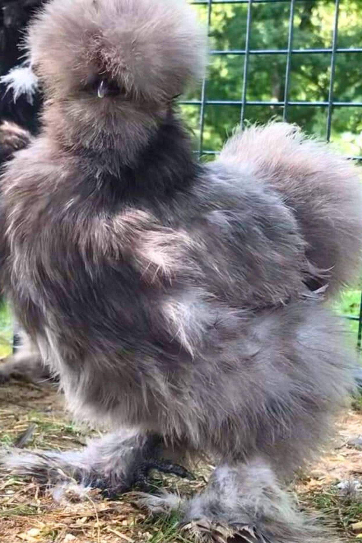 Blue Silkie Chickens