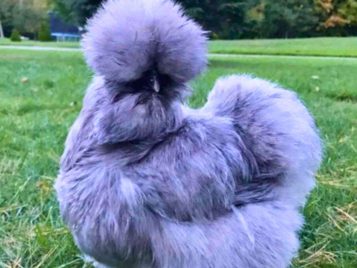 Blue Silkie Chickens