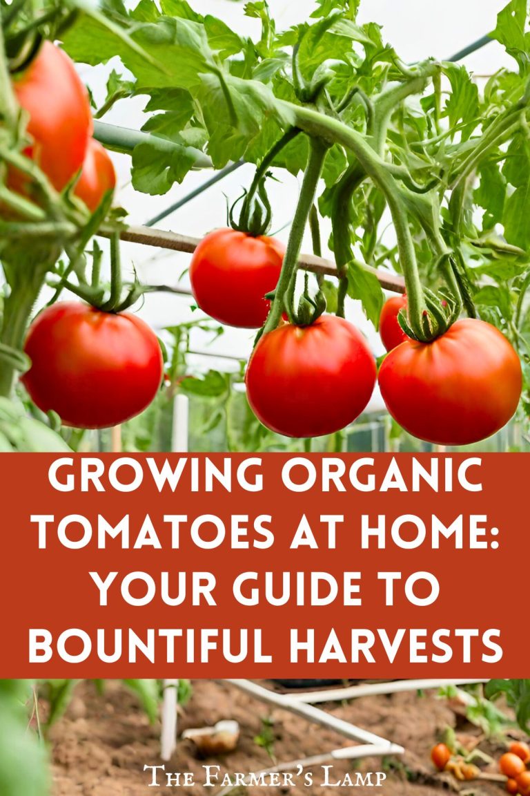 Growing Organic Tomatoes At Home: Your Guide To Harvests