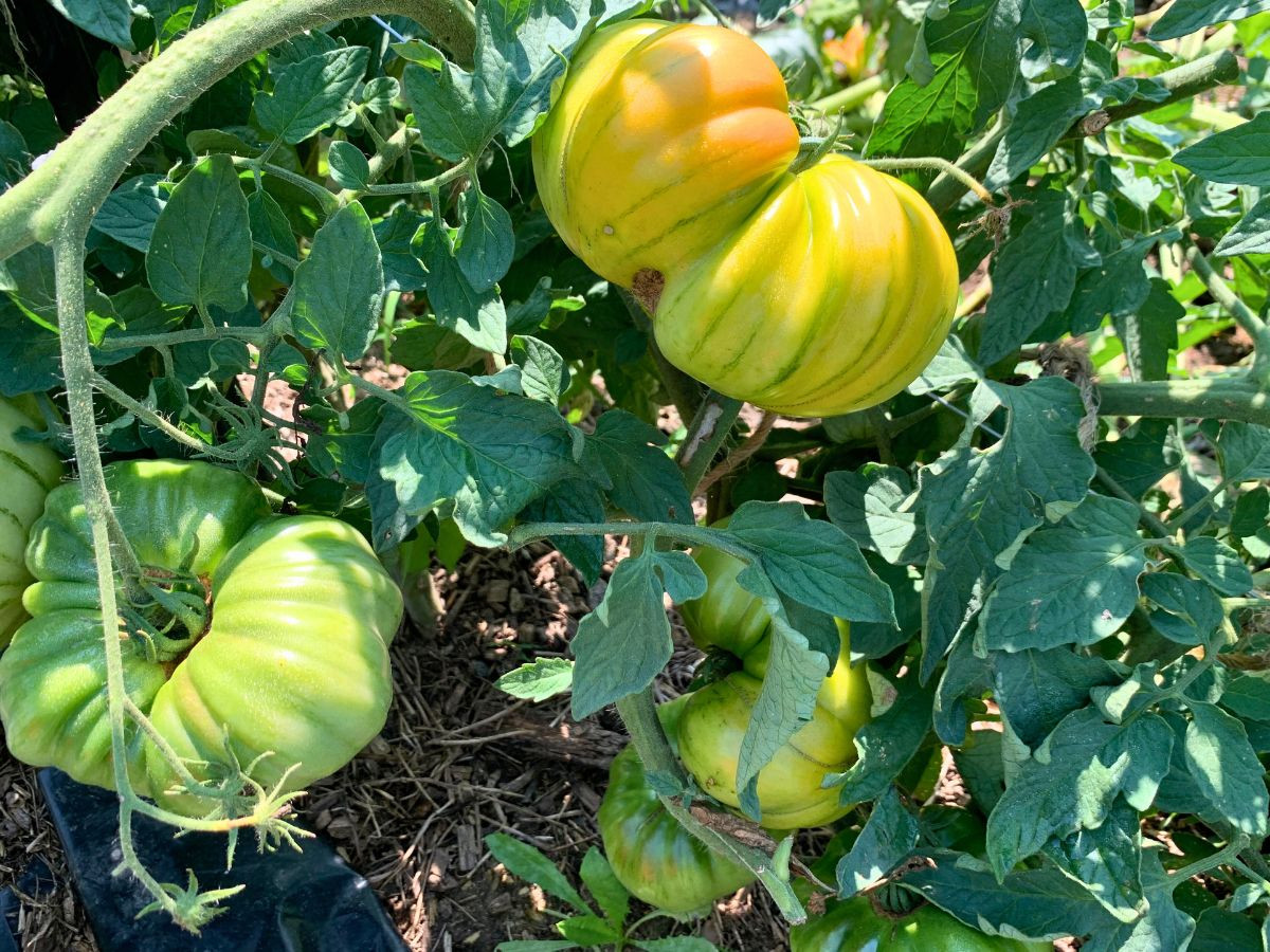 Growing Organic Tomatoes At Home: Your Guide To Harvests