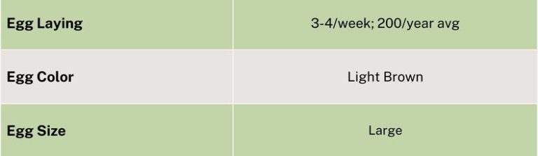 Orpington Chickens: Everything You Want To Know • The Farmer's Lamp