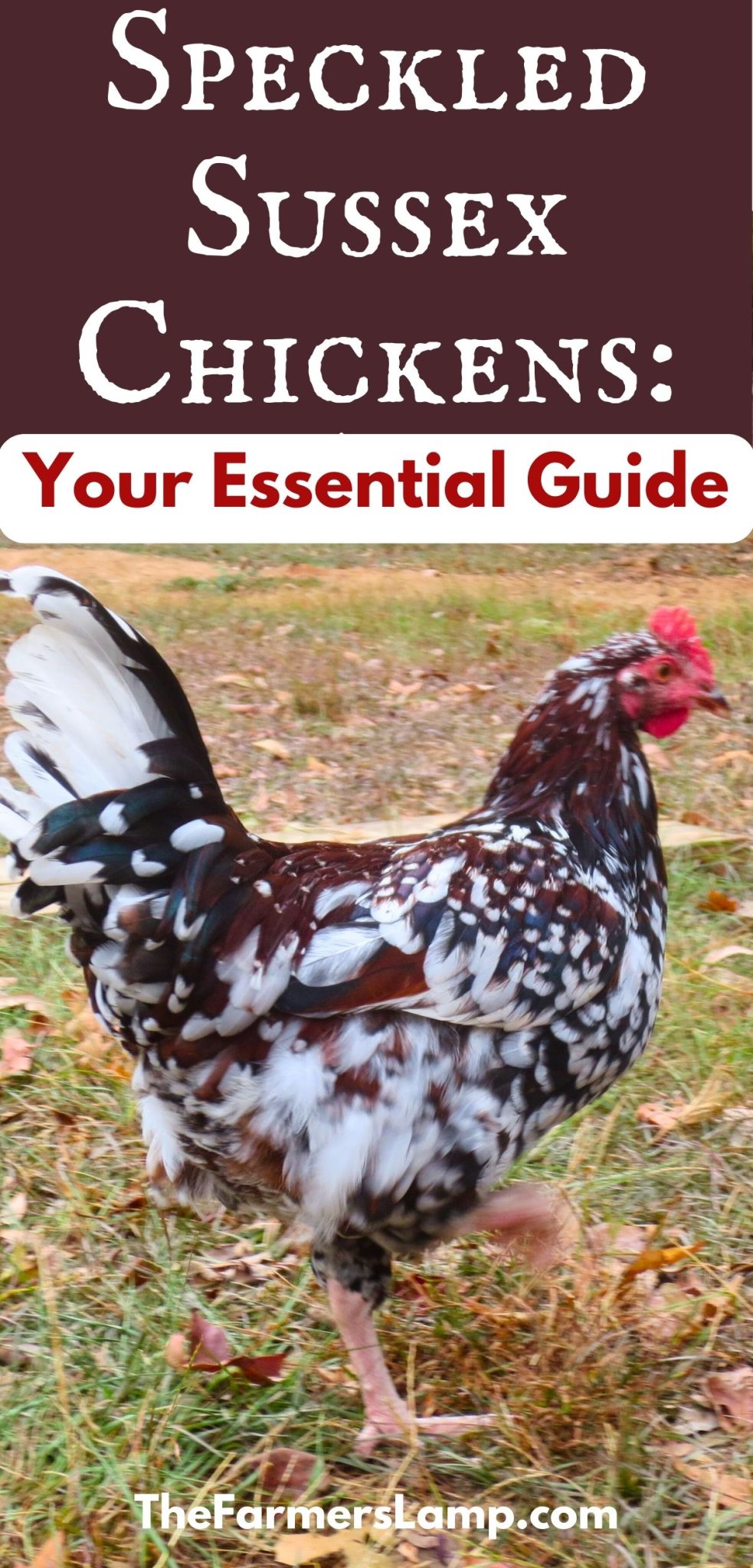 Speckled Sussex Chickens: Your Essential Guide