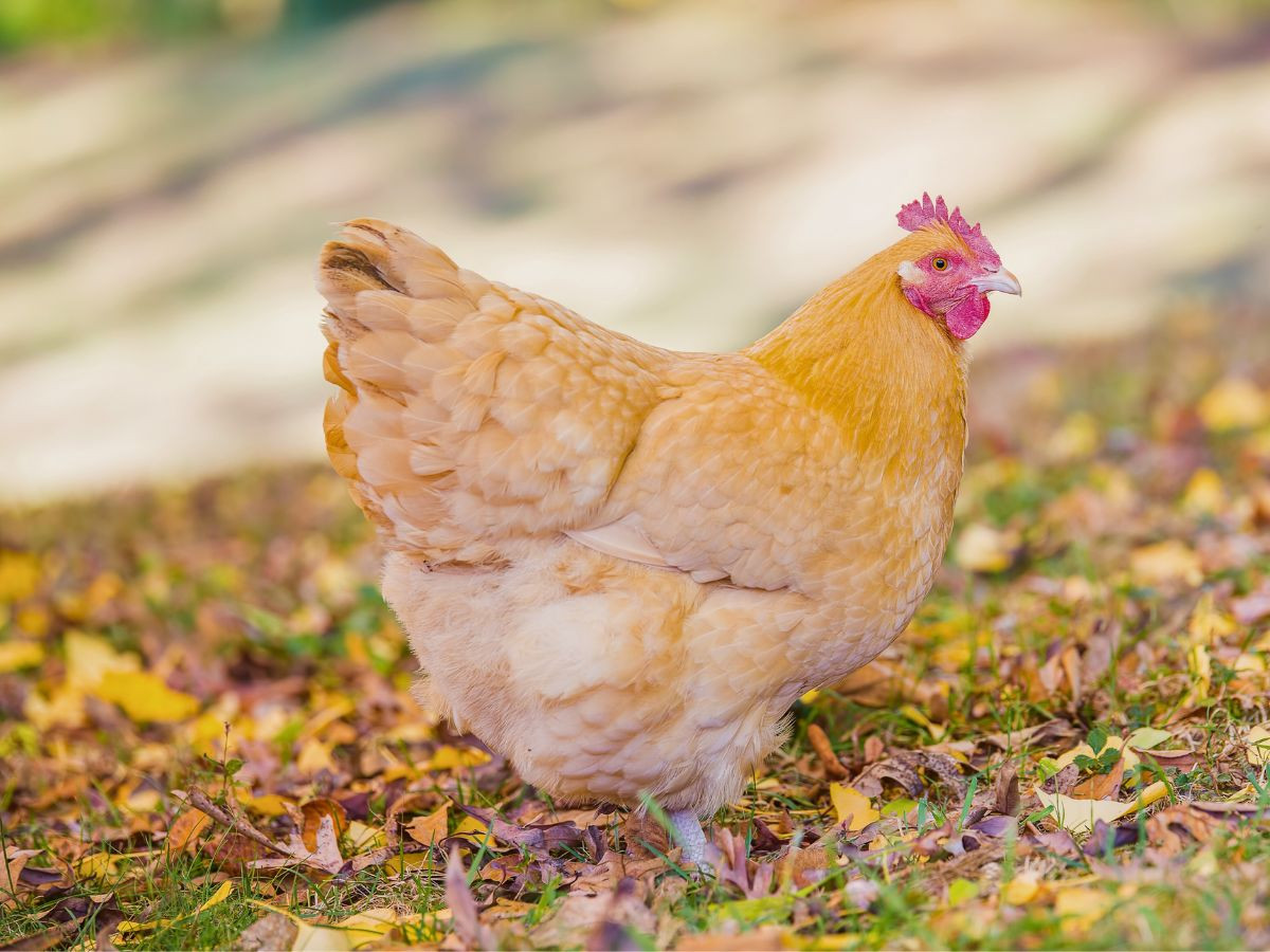 Orpington Chickens: Everything You Want To Know