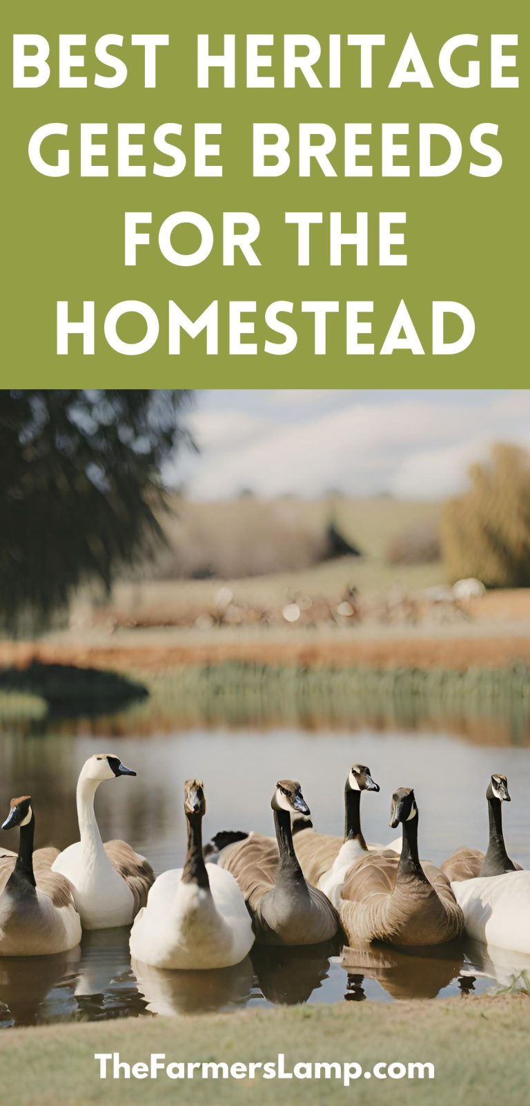 Best Heritage Geese Breeds For The Homestead