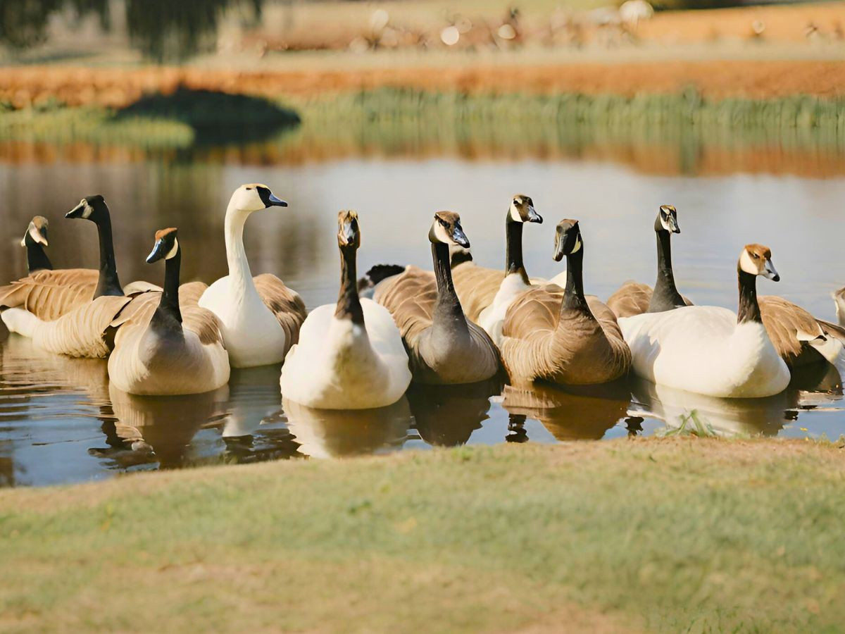 Best Heritage Geese Breeds For The Homestead