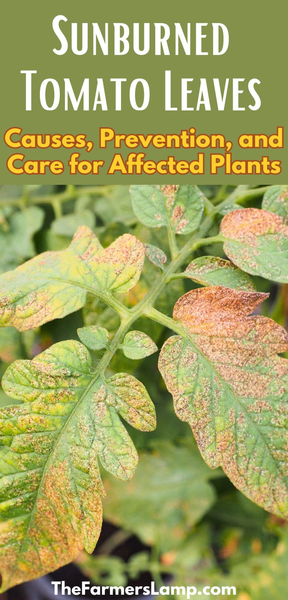 Sunburned Tomato Leaves: Causes, Prevention, And Care For Affected ...
