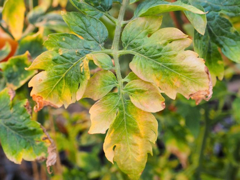 Sunburned Tomato Leaves: Causes, Prevention, And Care For Affected ...
