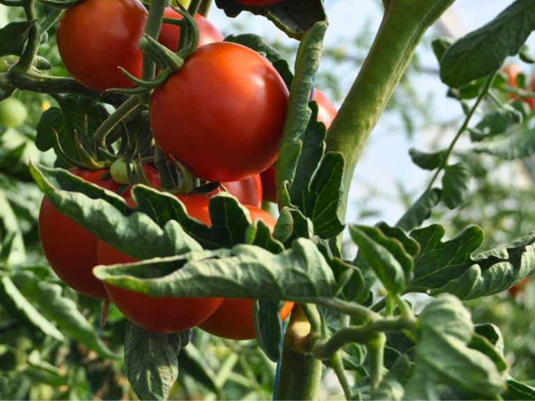 Sunburned Tomato Leaves: Causes, Prevention, And Care For Affected ...